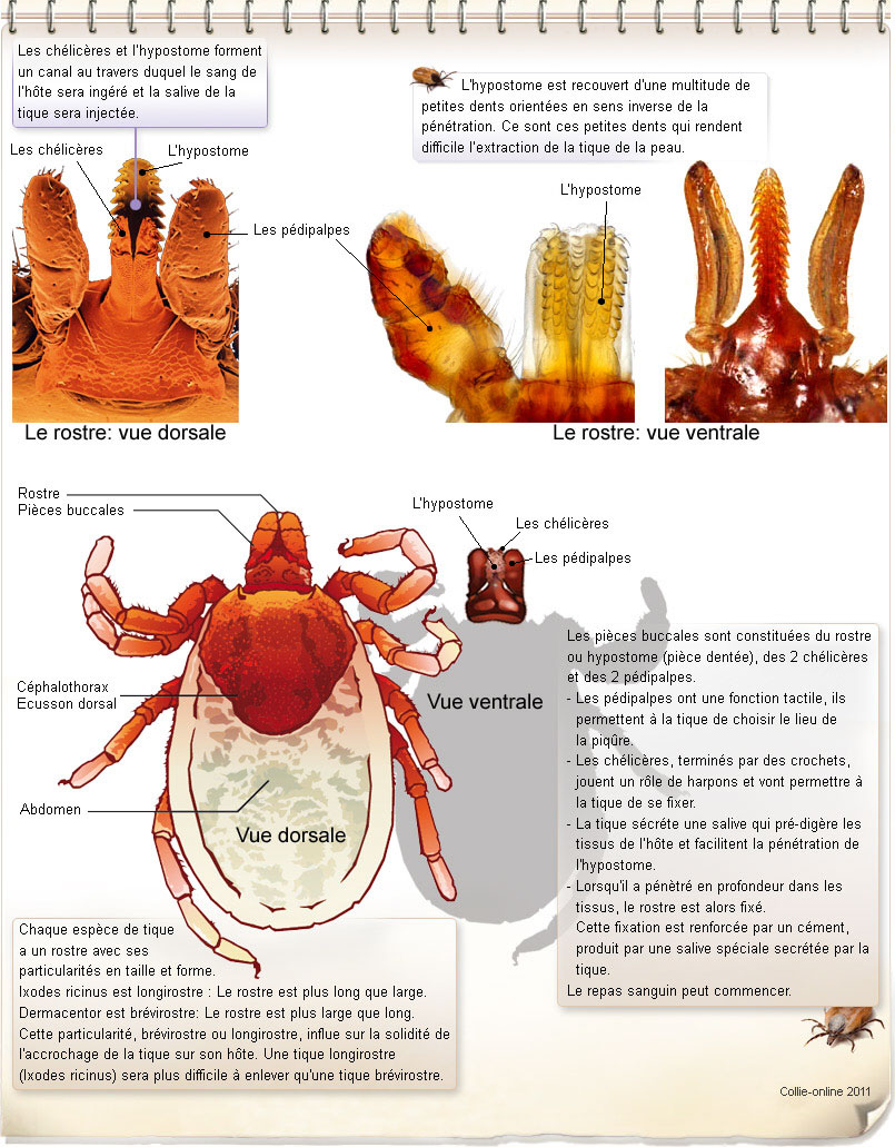 TOUT SAVOIR SUR LA TIQUE OU « POU DES BOIS